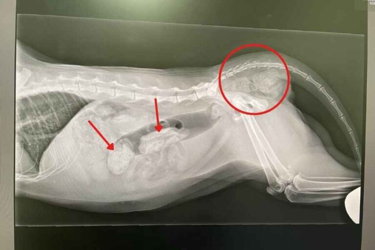 When My Cat Couldn't Poop