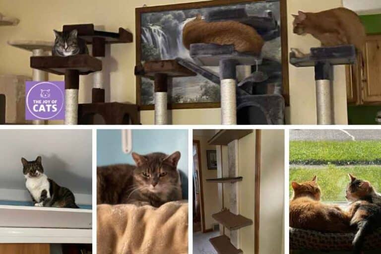 5 Ways to Give Your Cat Vertical Space