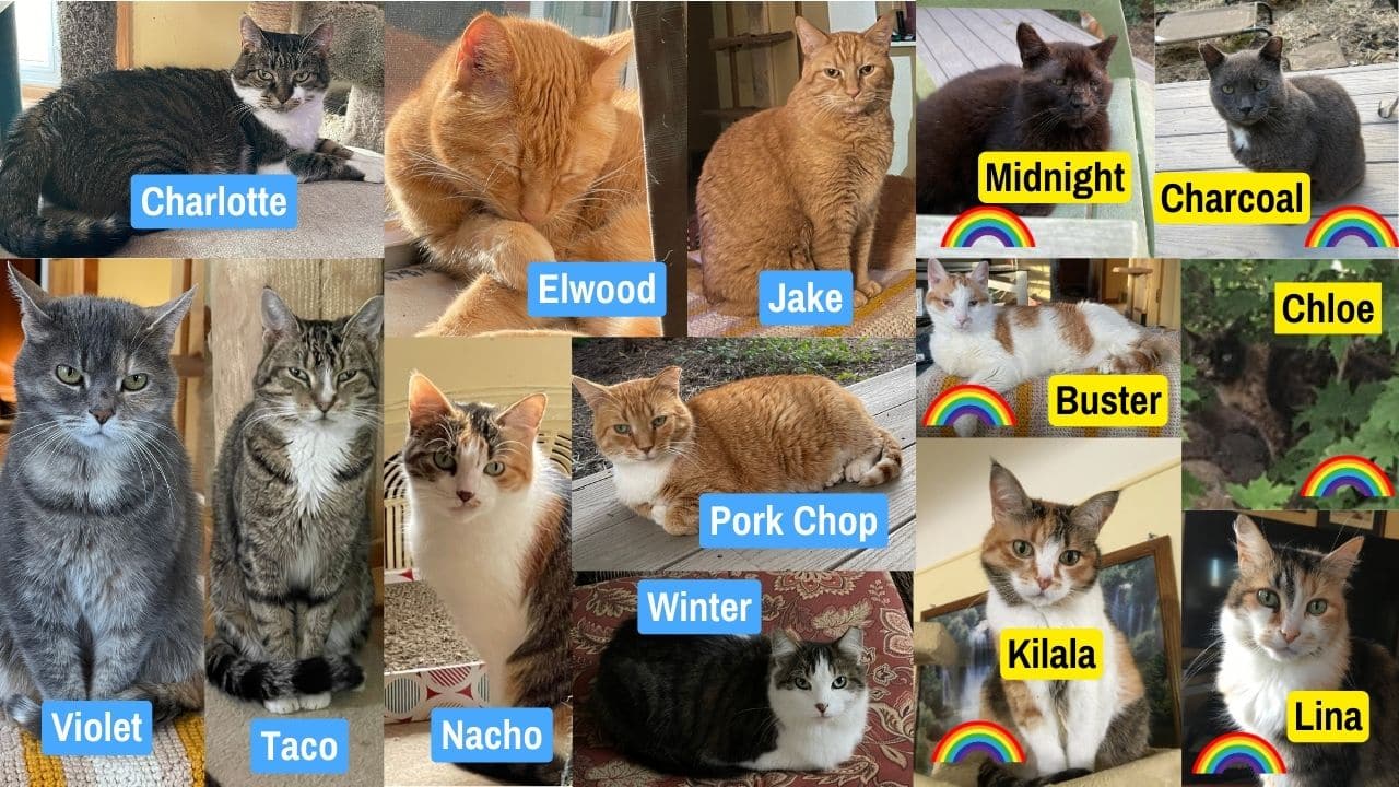 Meet The Cats