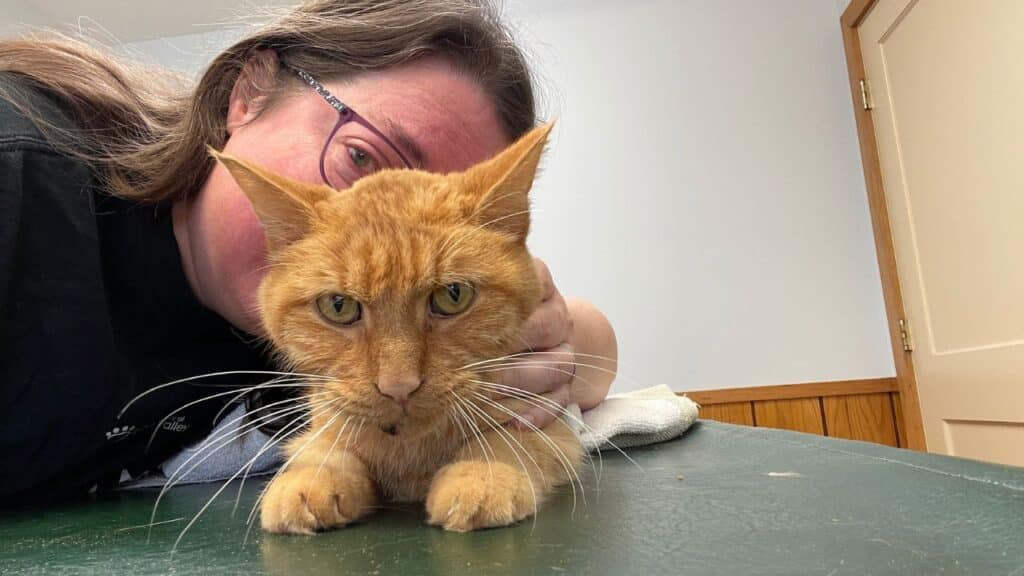 How to Know When to Put Your Cat Down